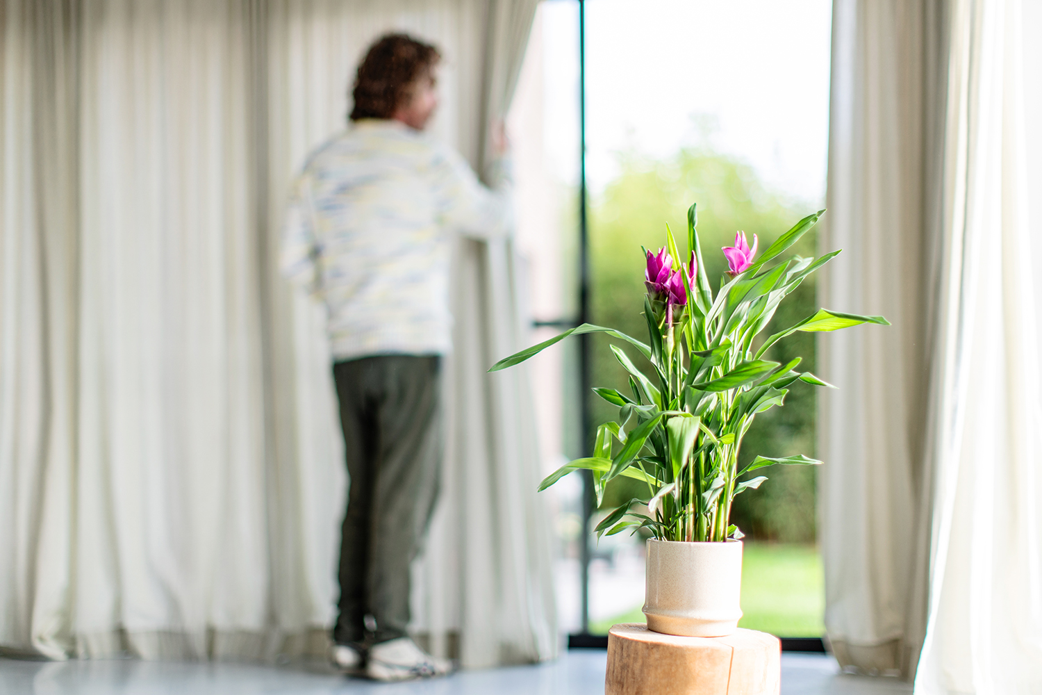 Curcuma siam sublime of Siamese tulp: je gids - Aveve