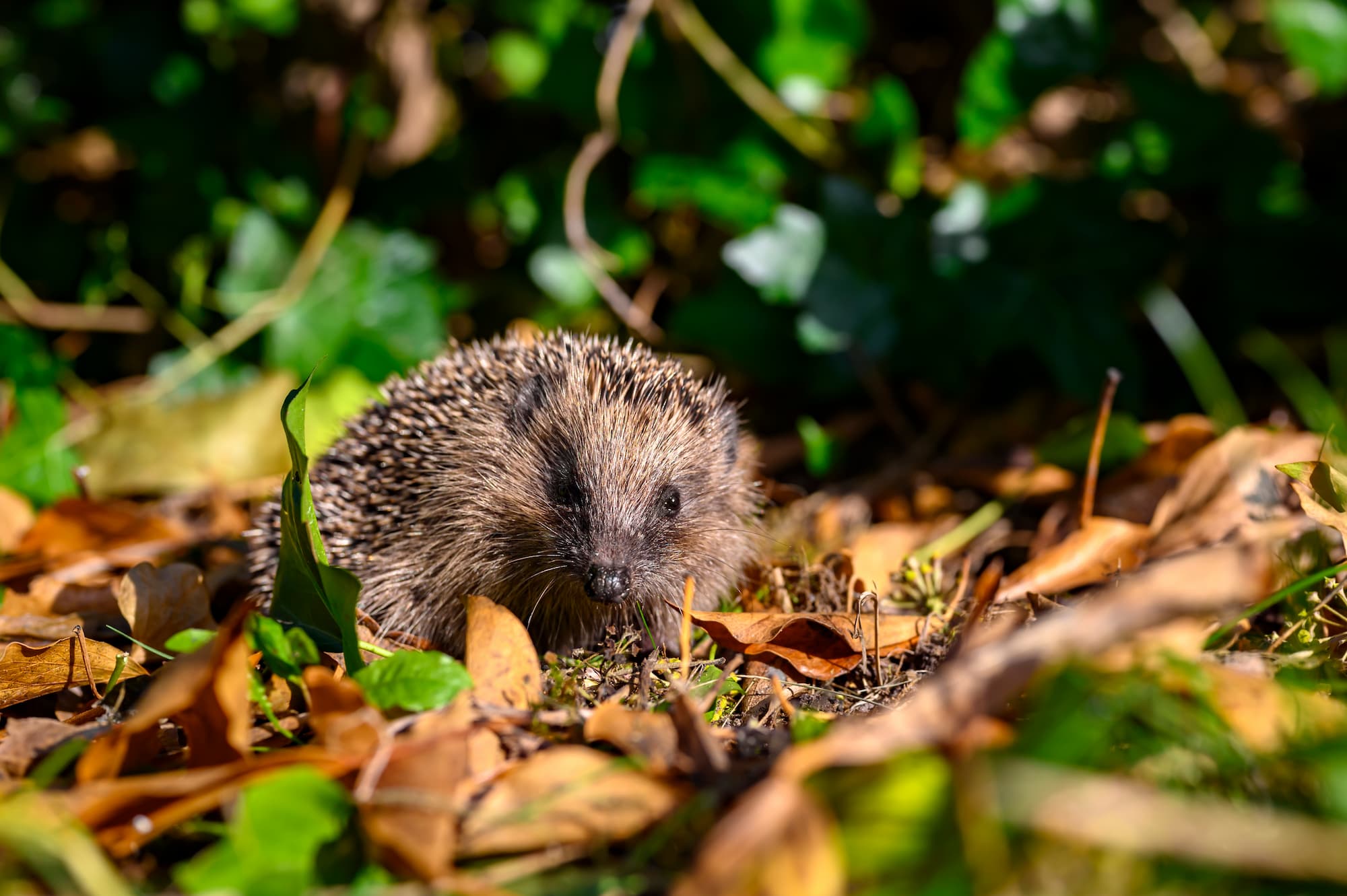 Tips en tricks om egels in de tuin te verwelkomen - Aveve