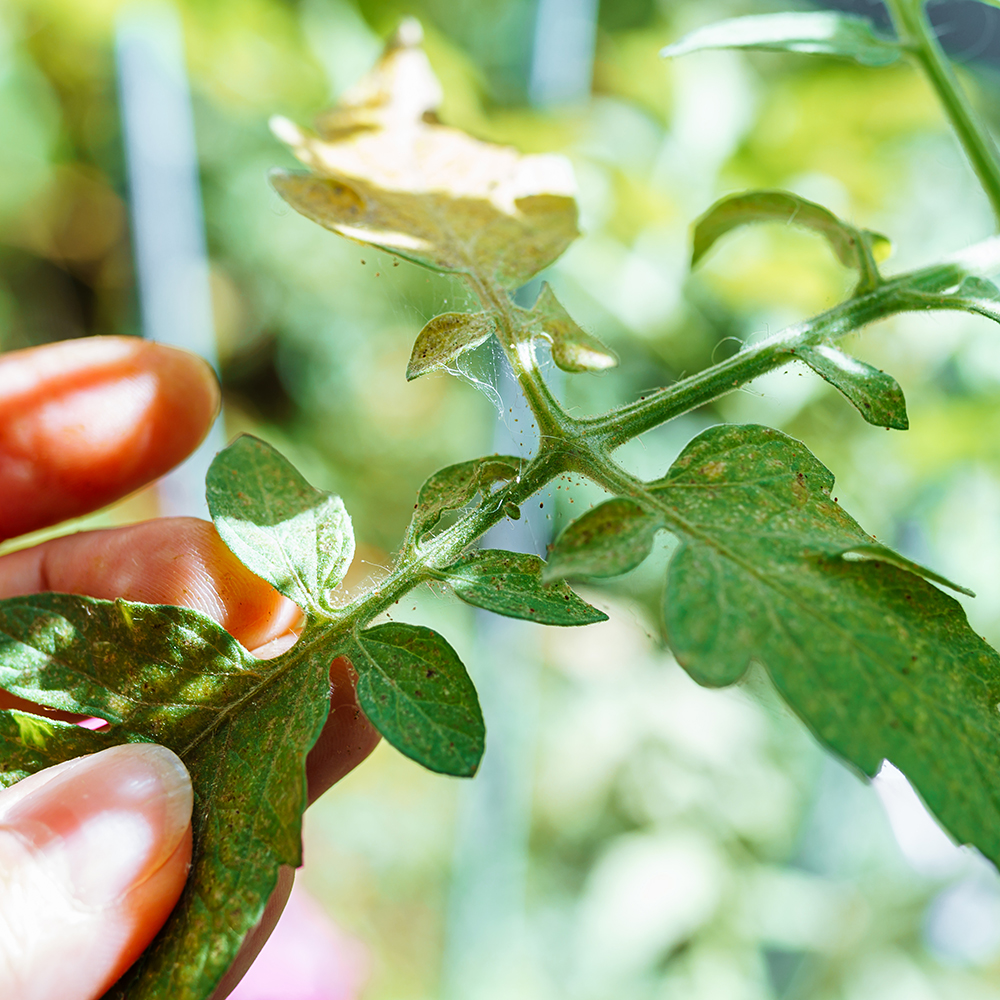 Tomatenplagen en -ziektes herkennen en bestrijden: je gids - hero