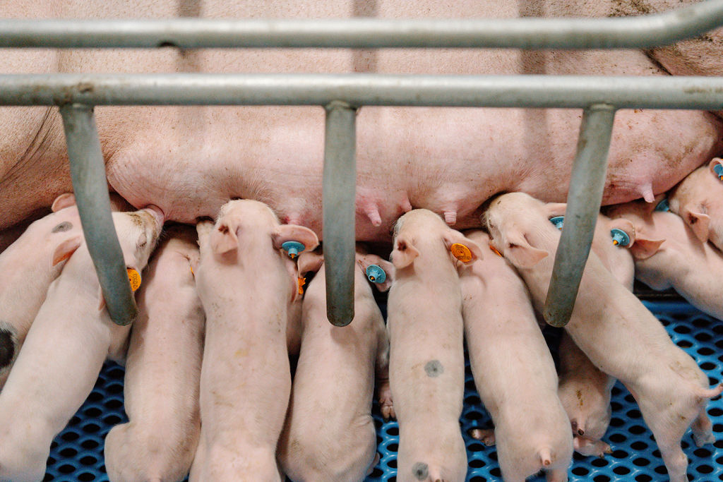 Proxani | Pig Monitor: Dé nieuwe tool om zeugenresultaten nog beter op ...