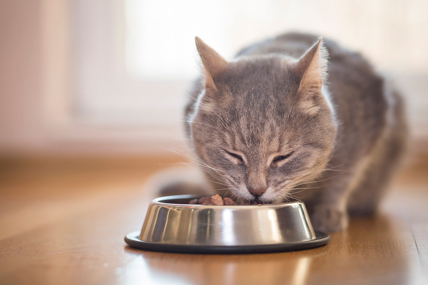 Alles wat je moet weten over gezond kattenvoer - Aveve