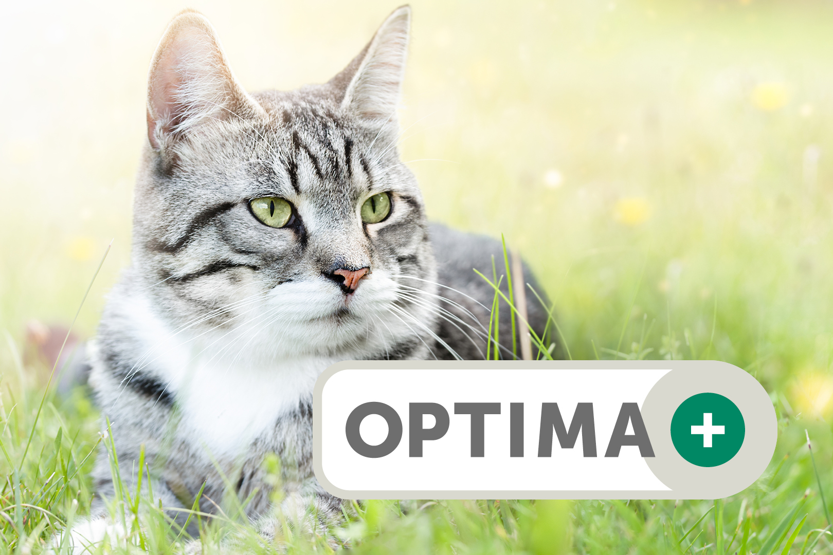 Optima+ premium voeding voor jouw kat - Aveve