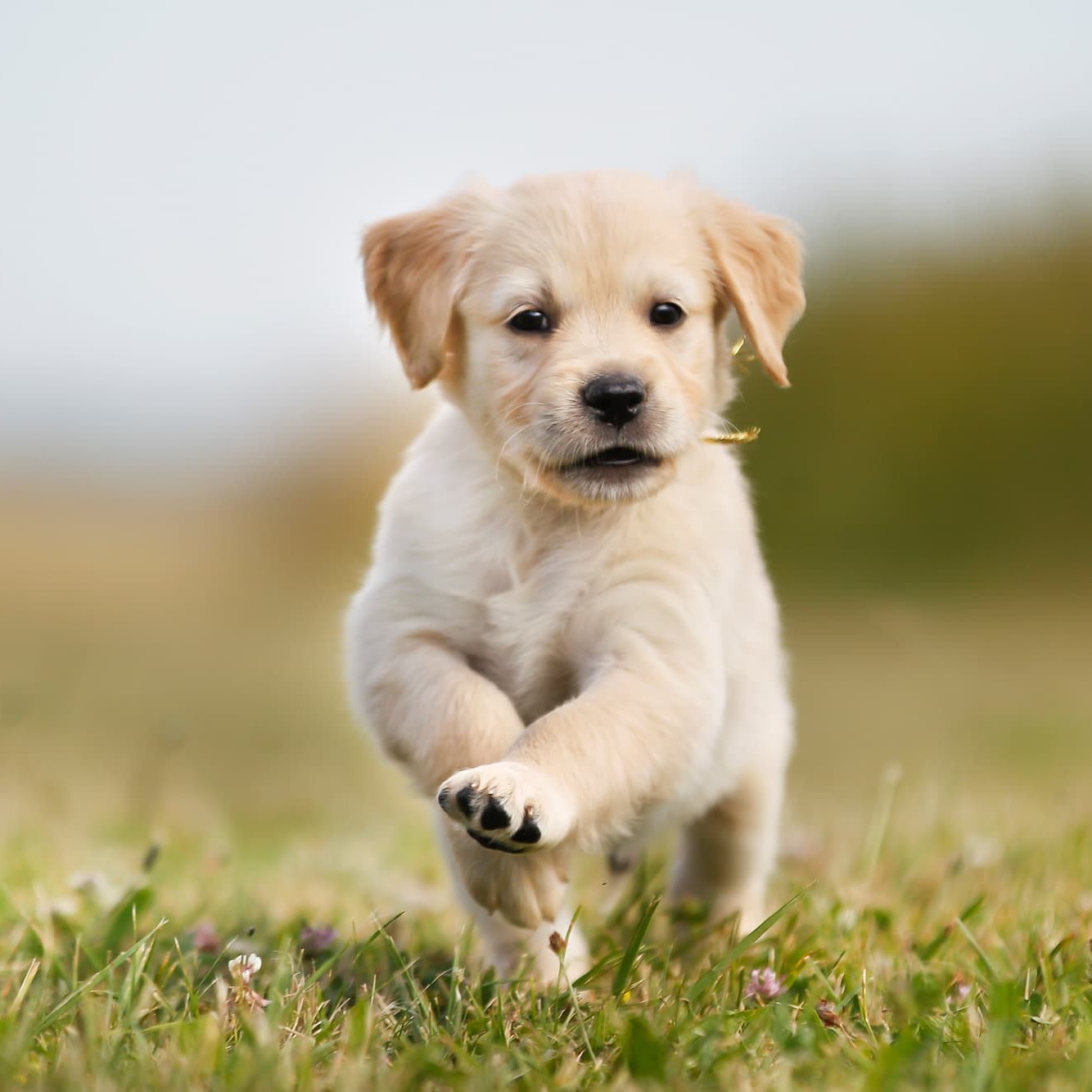 Ontdek ons assortiment hondeneten, snacks en supplementen