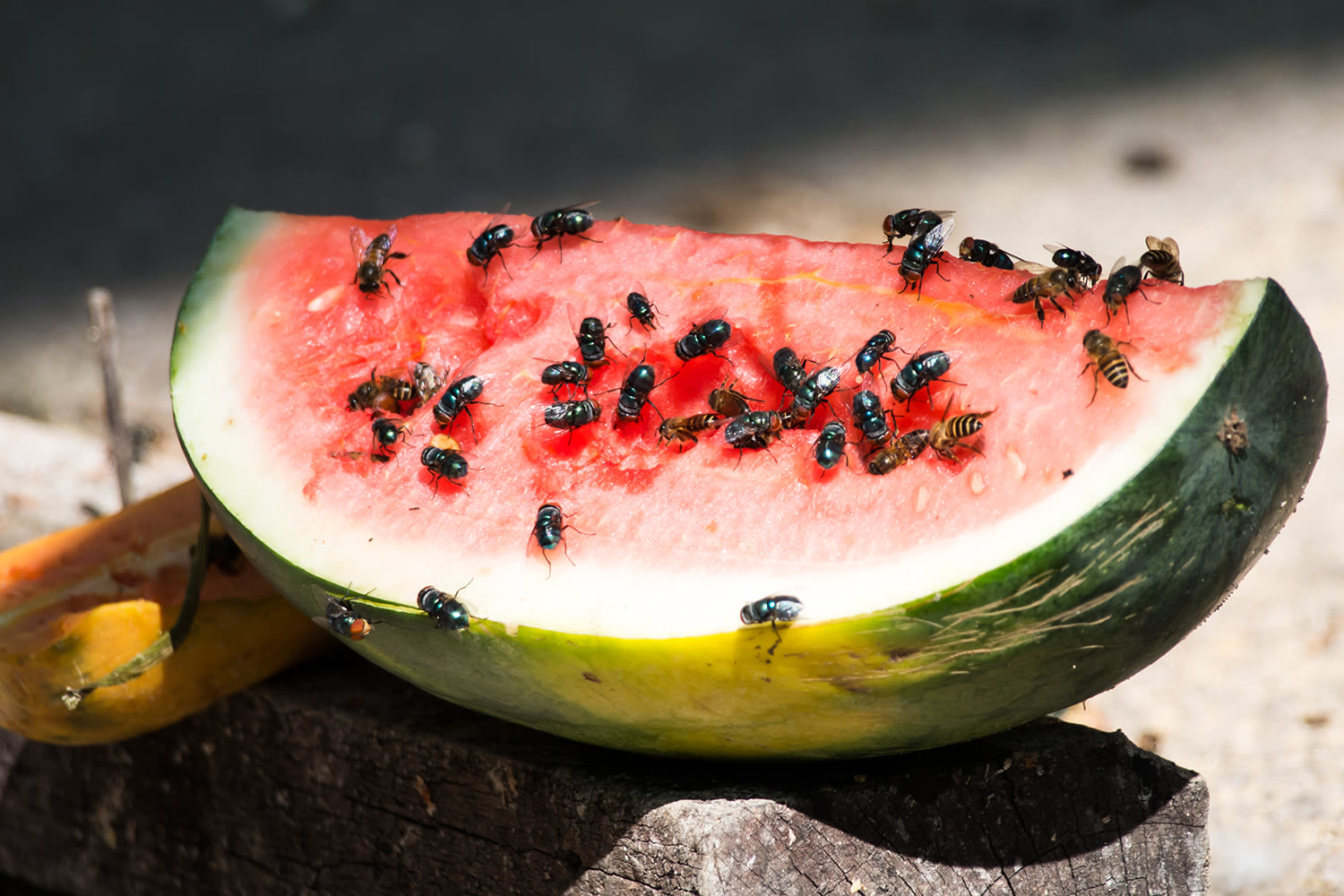 Insecten bestrijden: jouw handige gids - Aveve