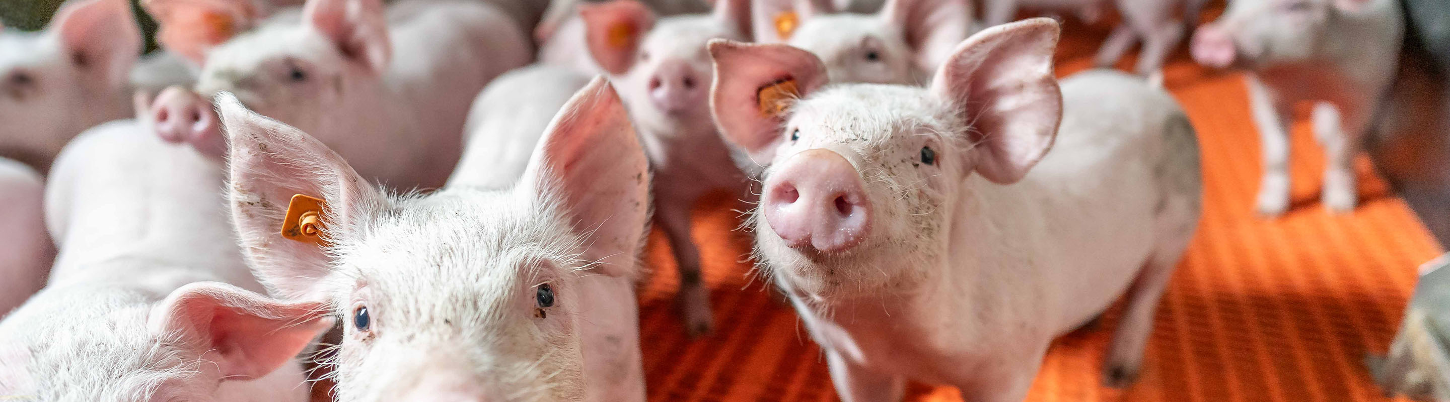 Proxani | Proxani: Optimaliseer de groei van varkens