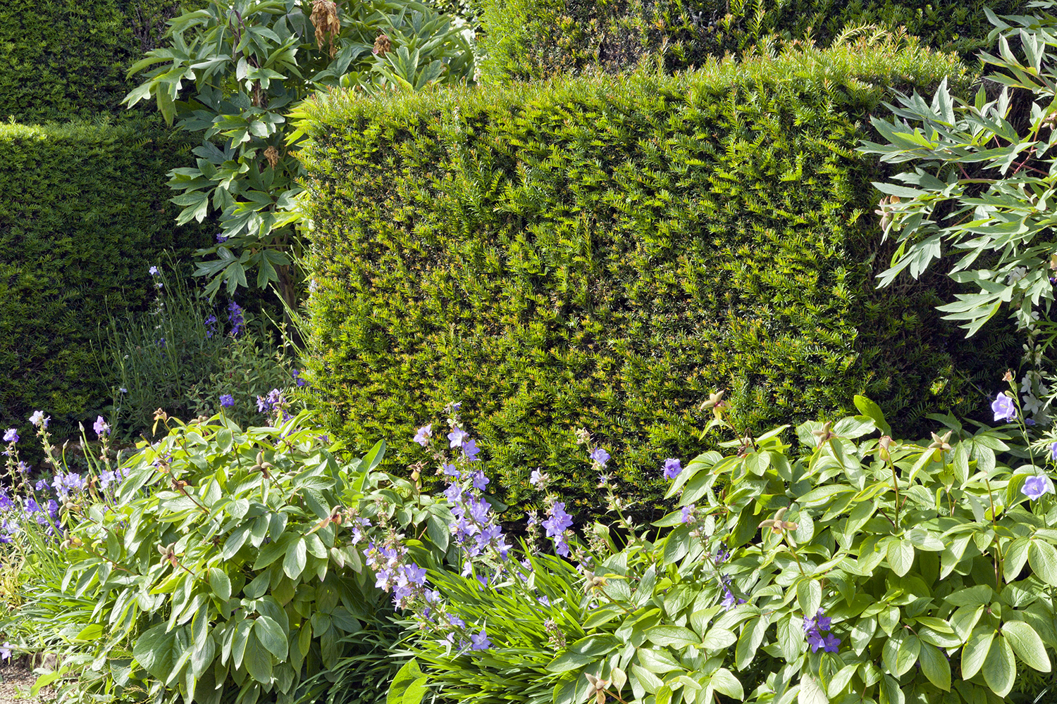 Een taxushaag planten, onderhouden en snoeien doe je zo - Aveve