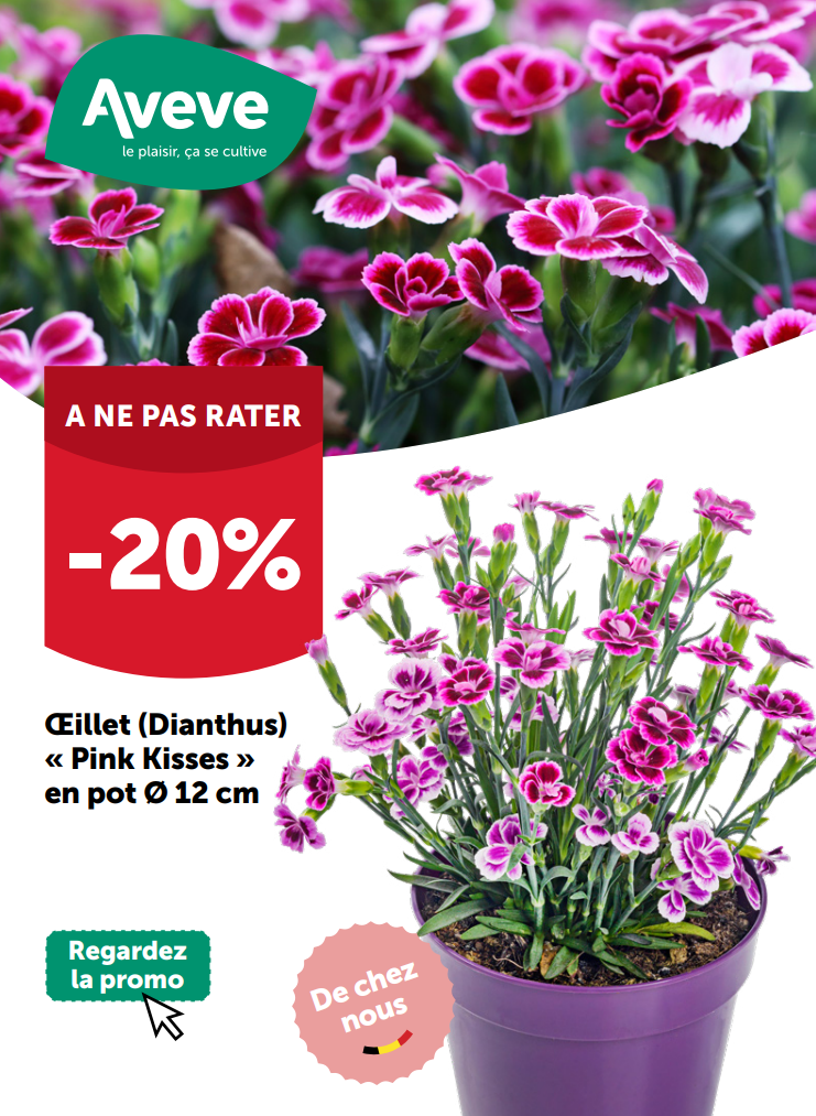 Folder promotionnel - Aveve