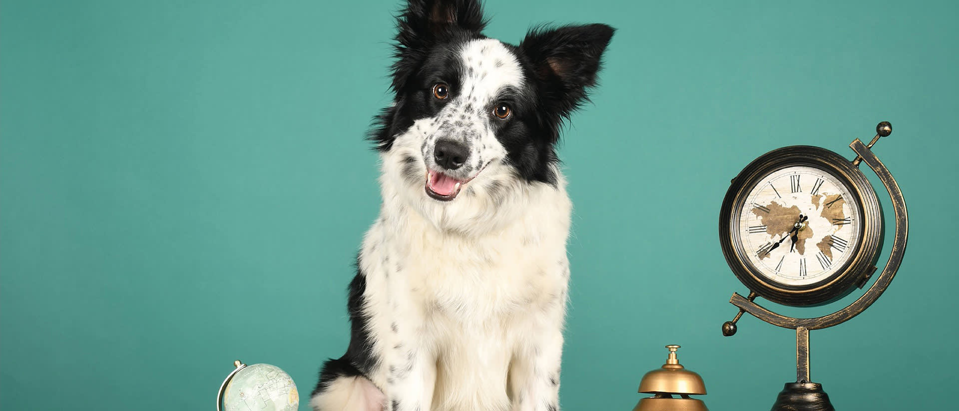 Starten met kippen? Kom zeker naar één van de Aveve-kippendagen