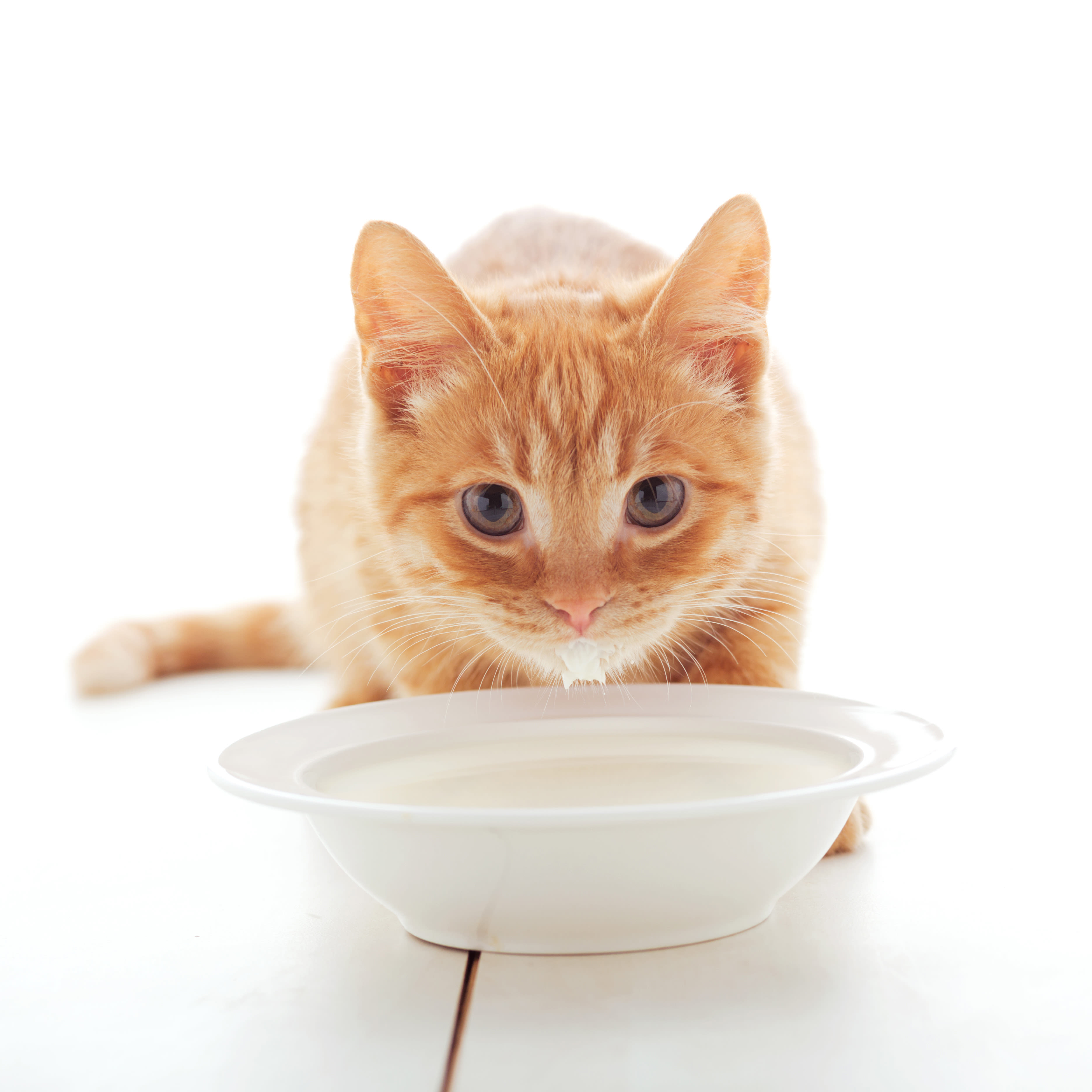 Mag ik mijn kat gewone melk geven?