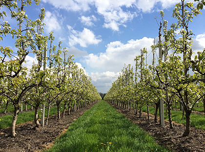 Alliance | Specialisten in land- en tuinbouw | Fruitteelt