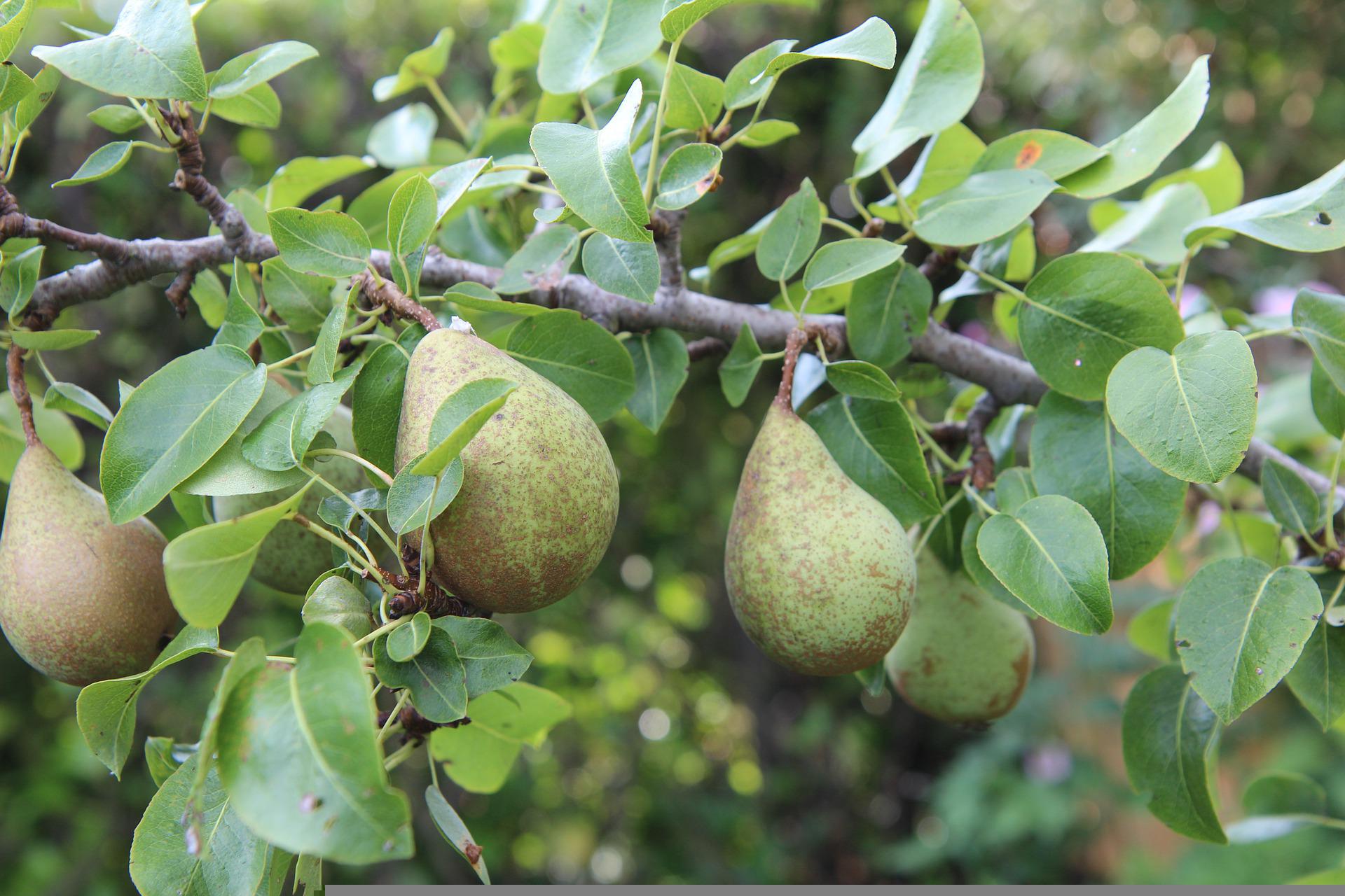 Hermoo | Primeur Rootwave E-weeder: ontdek de toekomst van ...