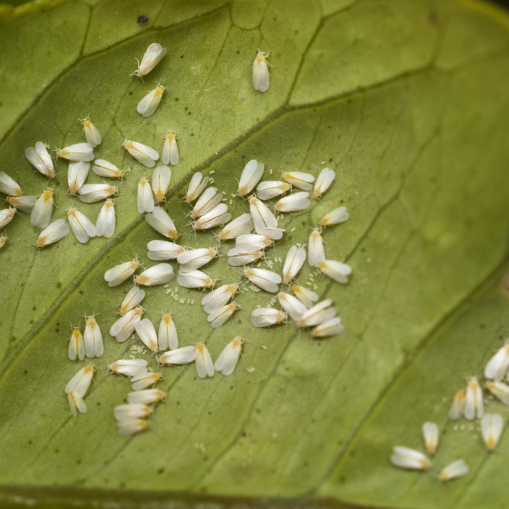 Tomatenplagen en -ziektes herkennen en bestrijden: je gids - hero
