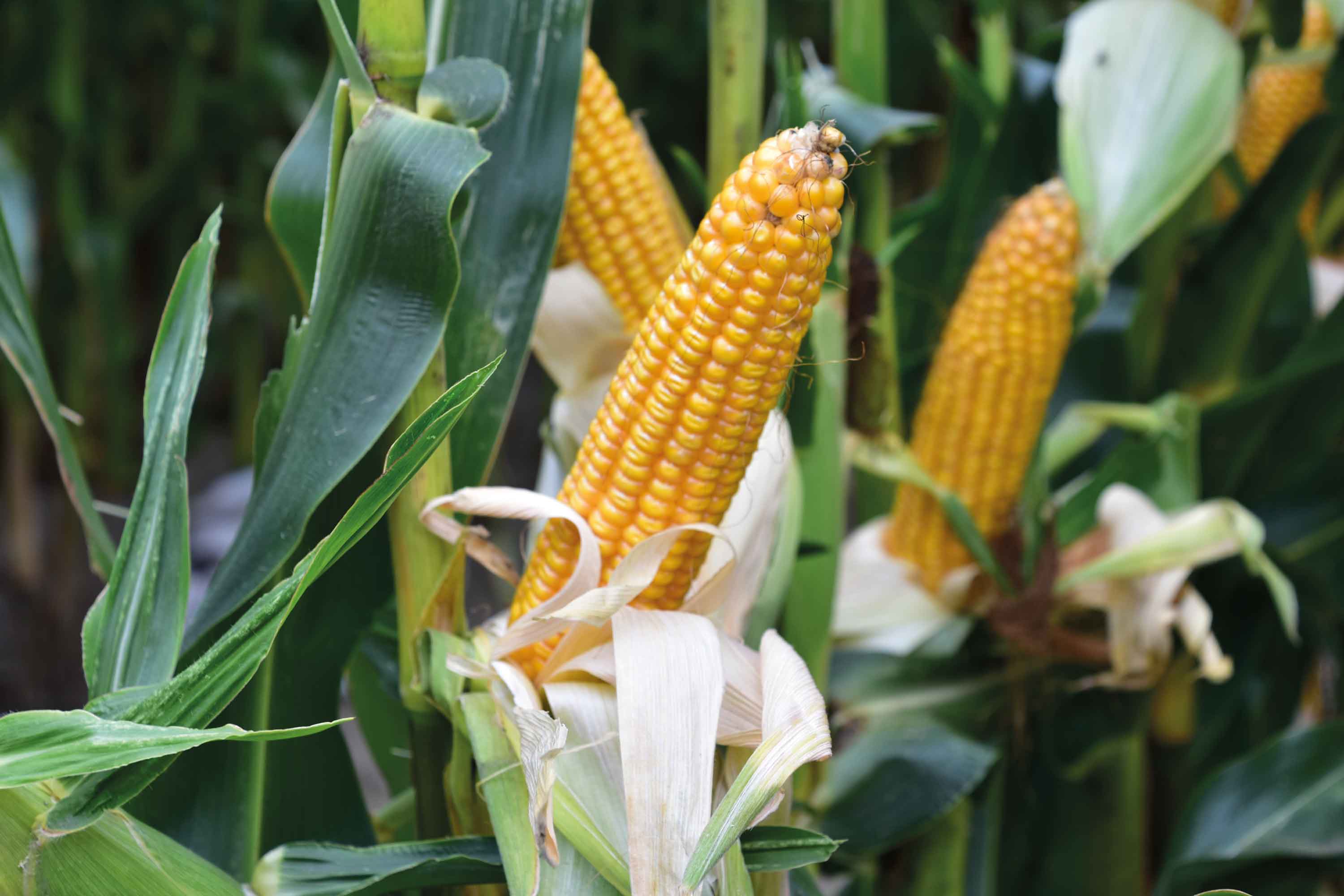 Hermoo | Produits & services