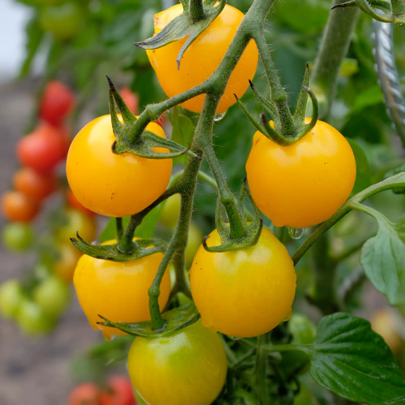 Tomaten in alle maten