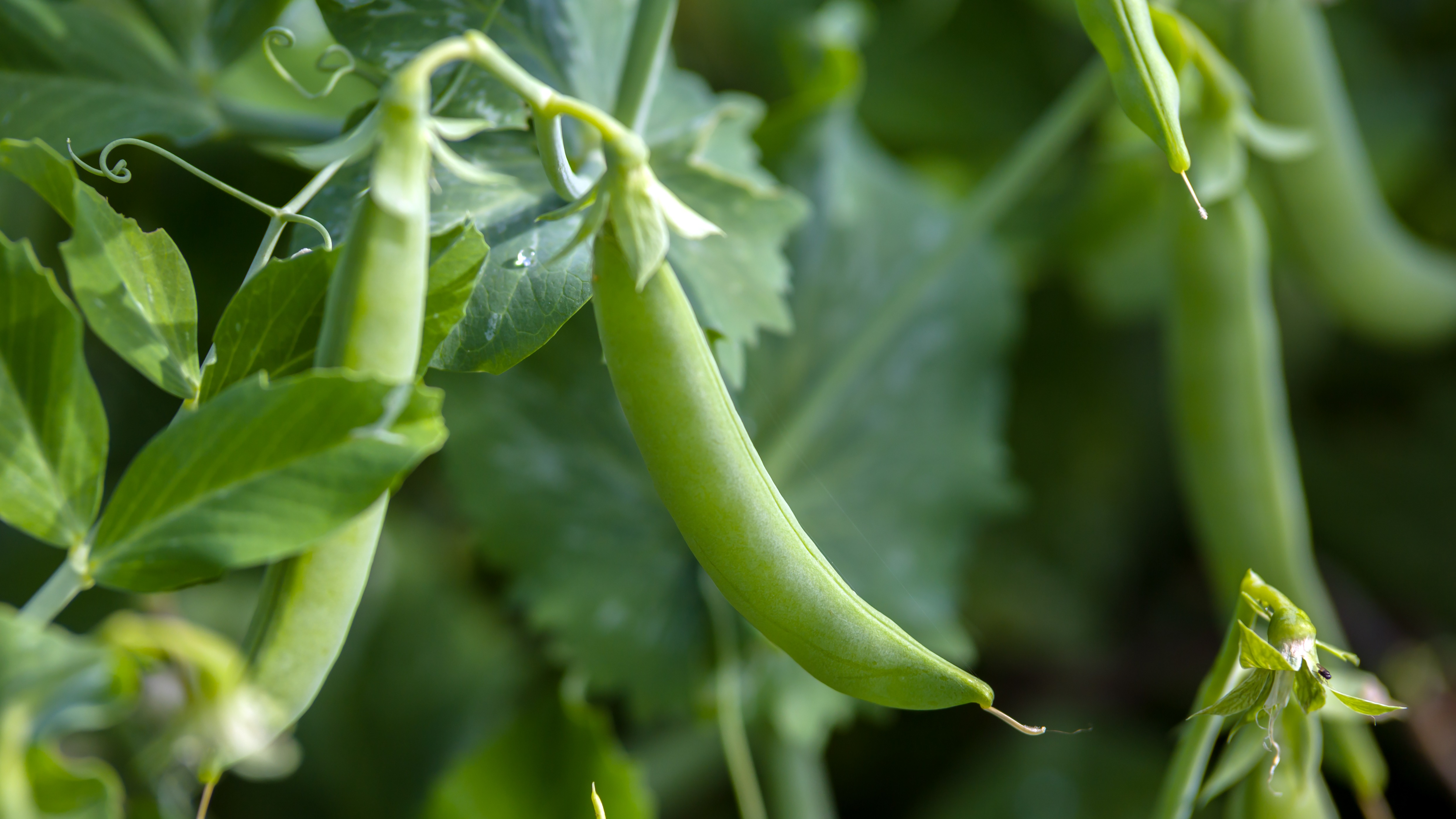 Bonen kweken doe je zo: een complete gids - Aveve