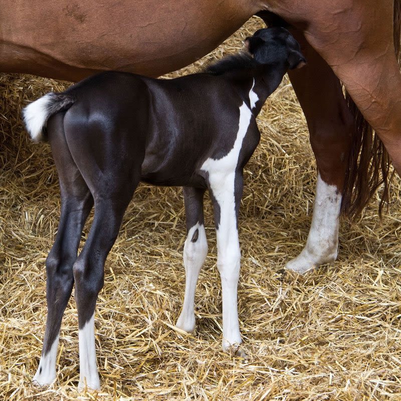 La gestation de votre jument