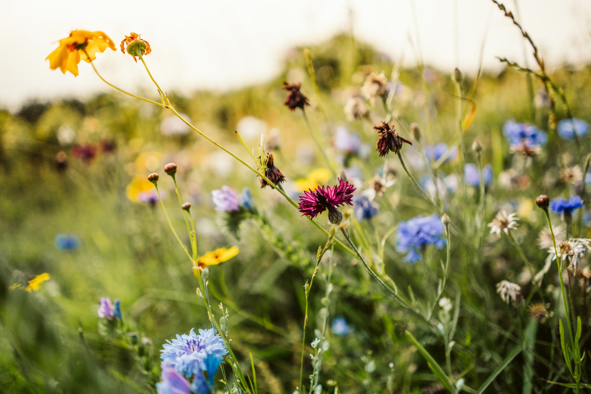 Onkruid in de bloementuin bestrijden en verwijderen - Aveve