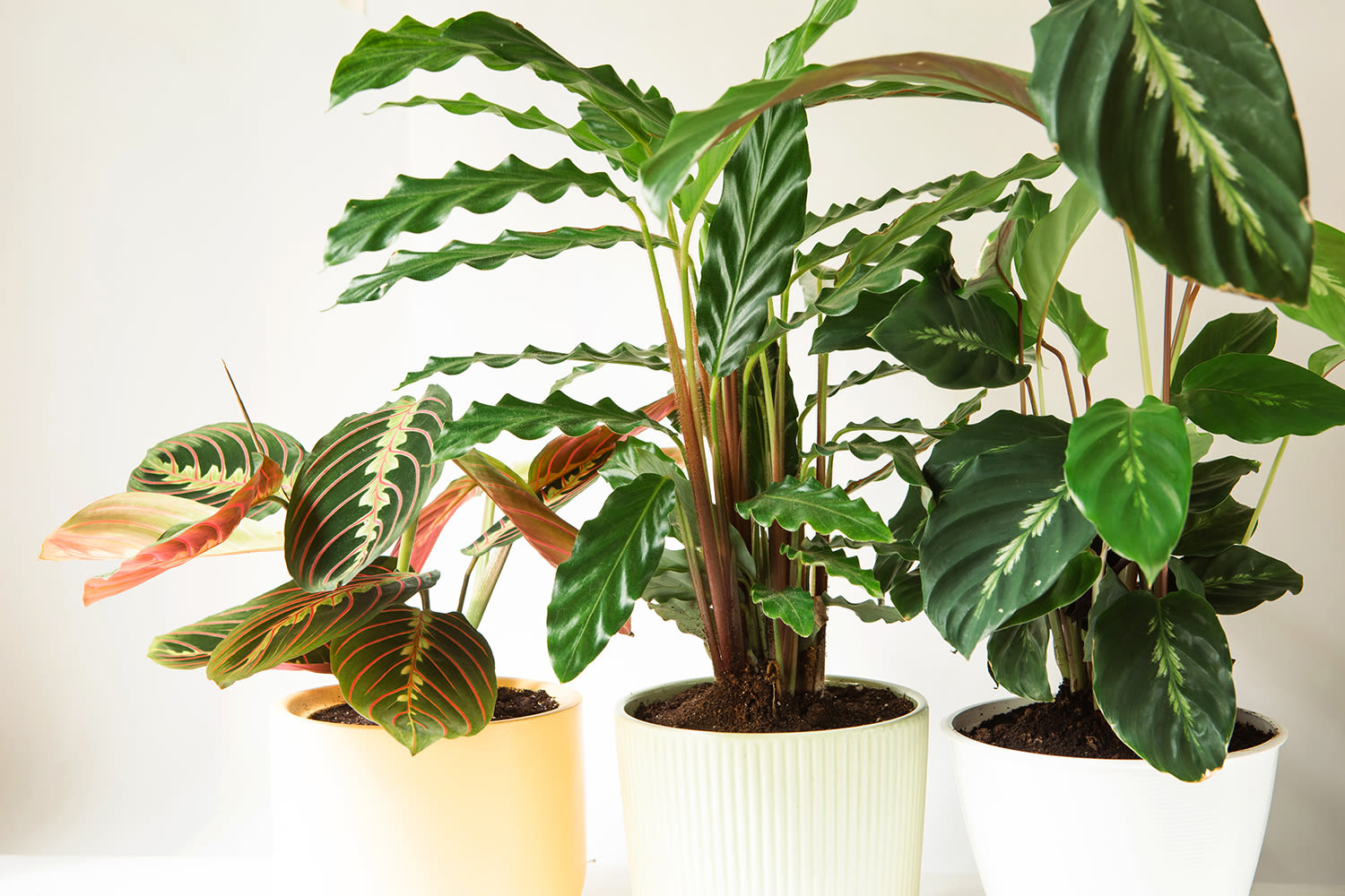 Calathea