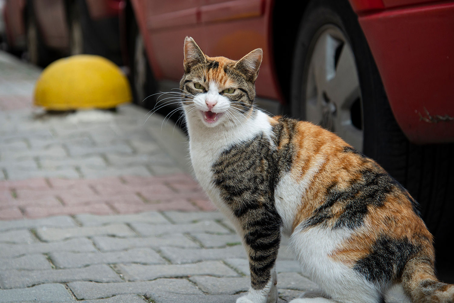 Agressieve kat: oorzaken & oplossingen - Aveve