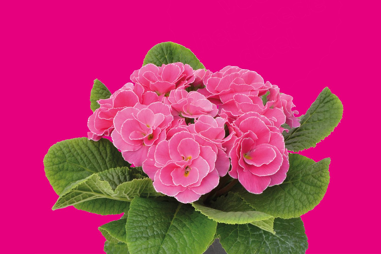 Zet de bloemetjes buiten met Think Pink en Aveve