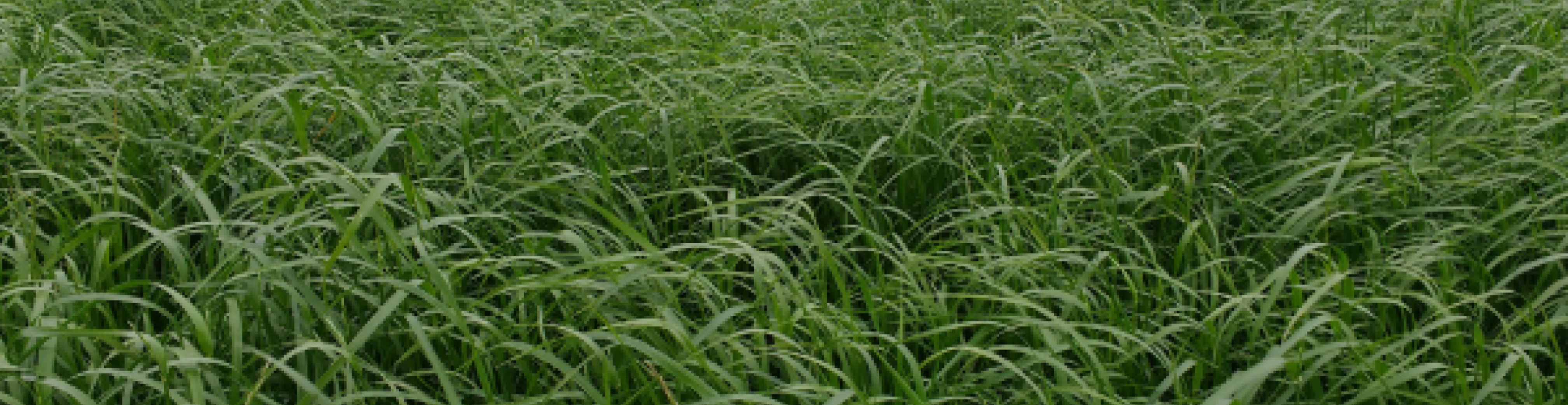 Aveve Agrarisch | Grasland