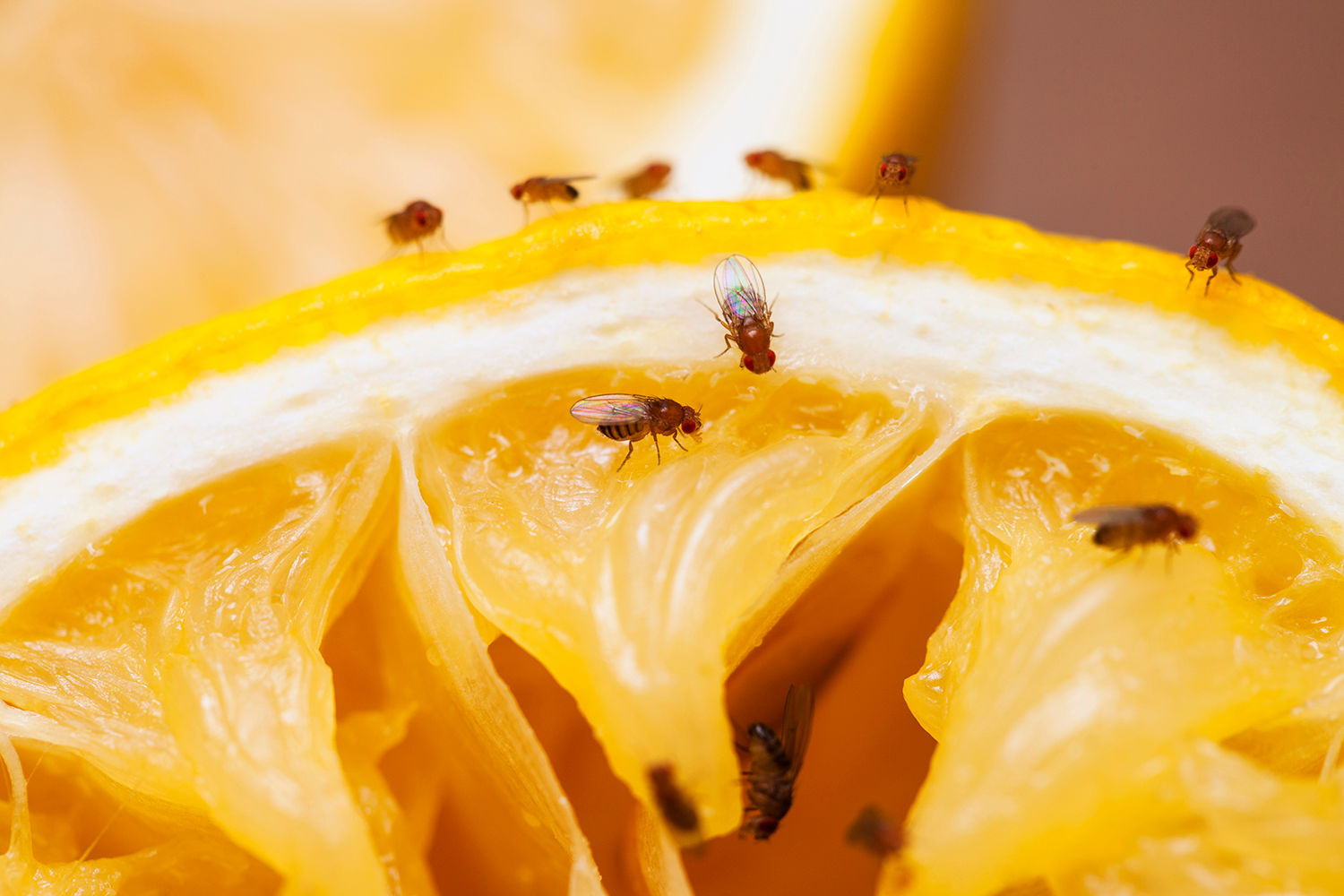 Fruitvliegen en andere vliegen bestrijden doe je zo - Aveve