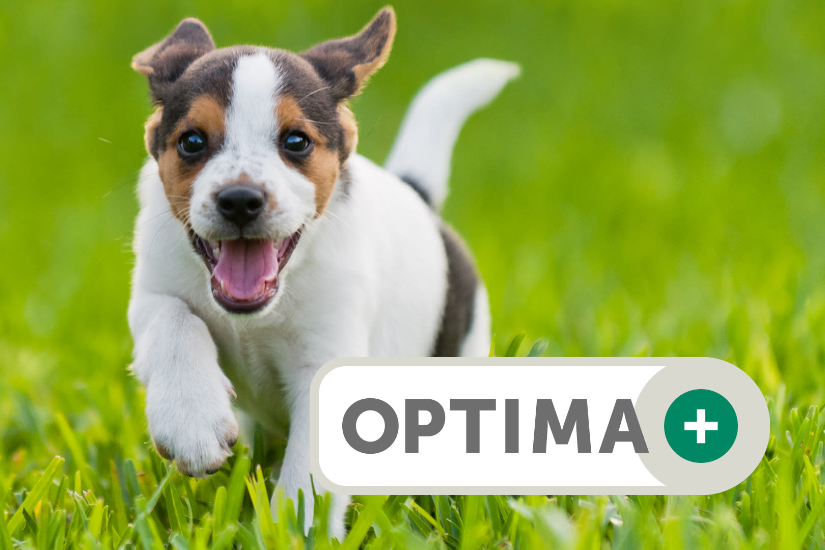Optima+ premium voeding voor jouw hond - Aveve