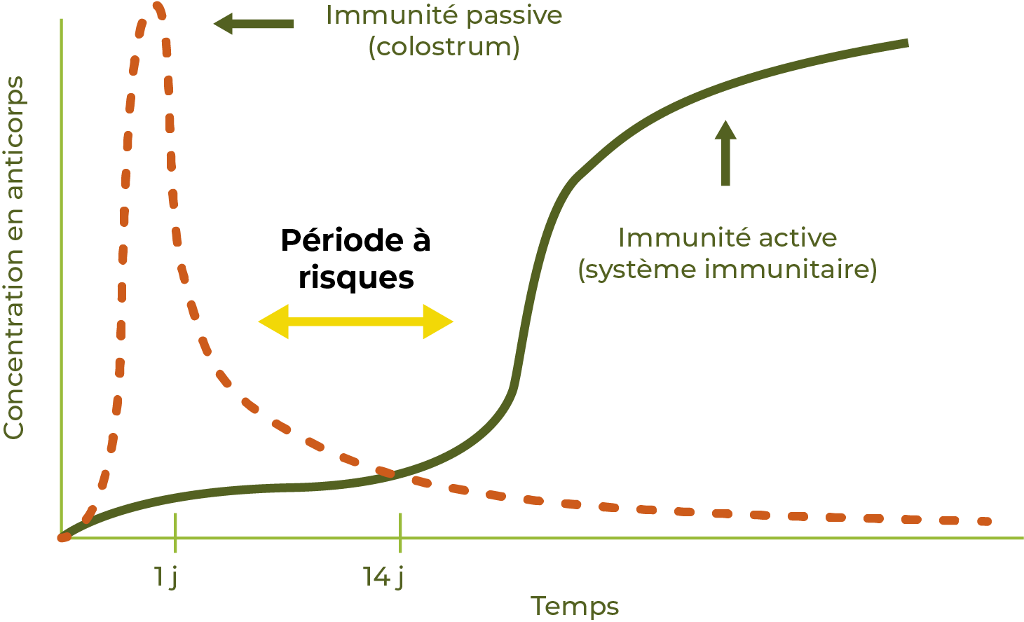 Proxani | Proxani : une immunité optimale pour les veaux grâce au colostrum