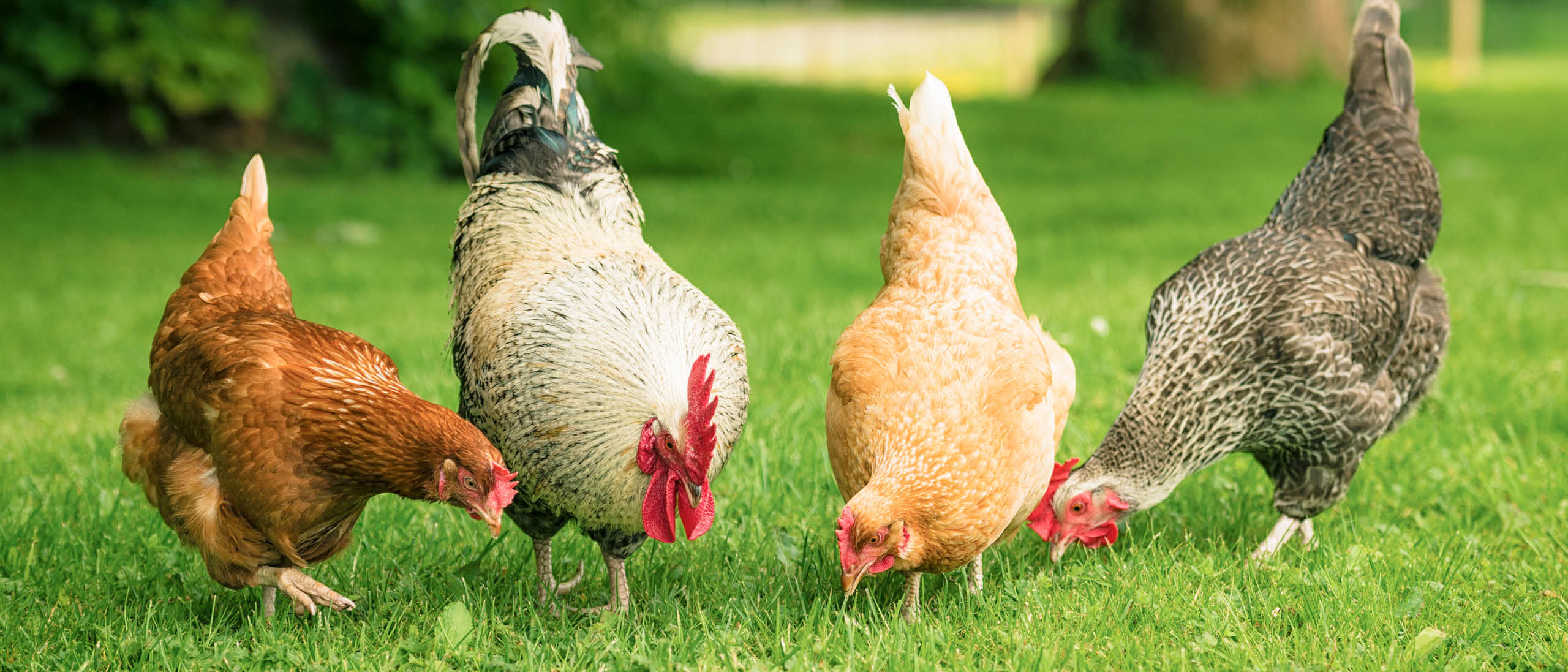 Poulaillers | Commandez poulaillers chez Aveve