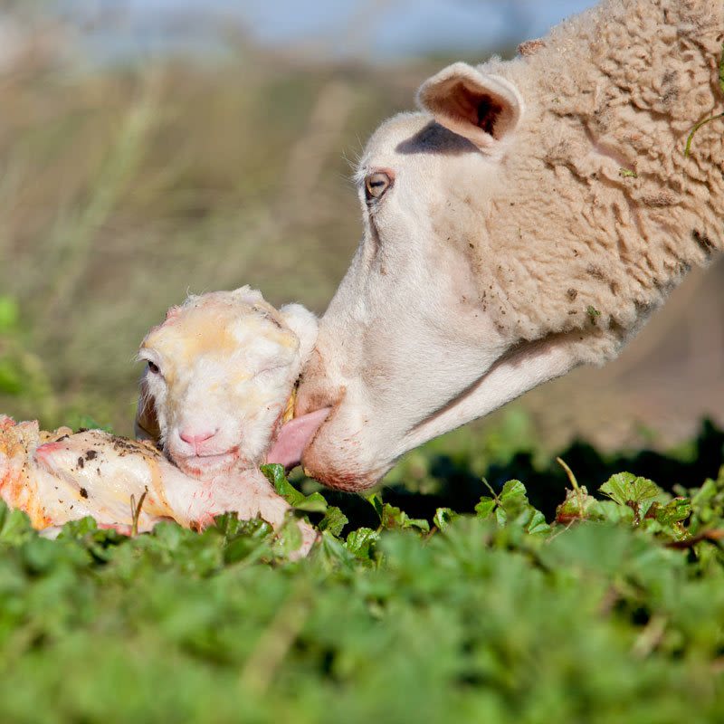 De geboorte van een lam