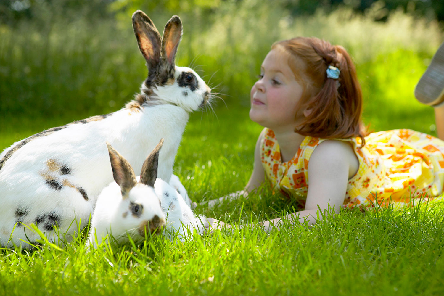 Populaire soorten konijnen: van dwerg tot reus - Aveve