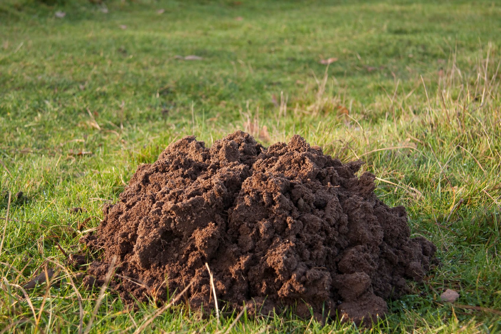 Mollen verjagen uit de tuin en mollen voorkomen - Aveve