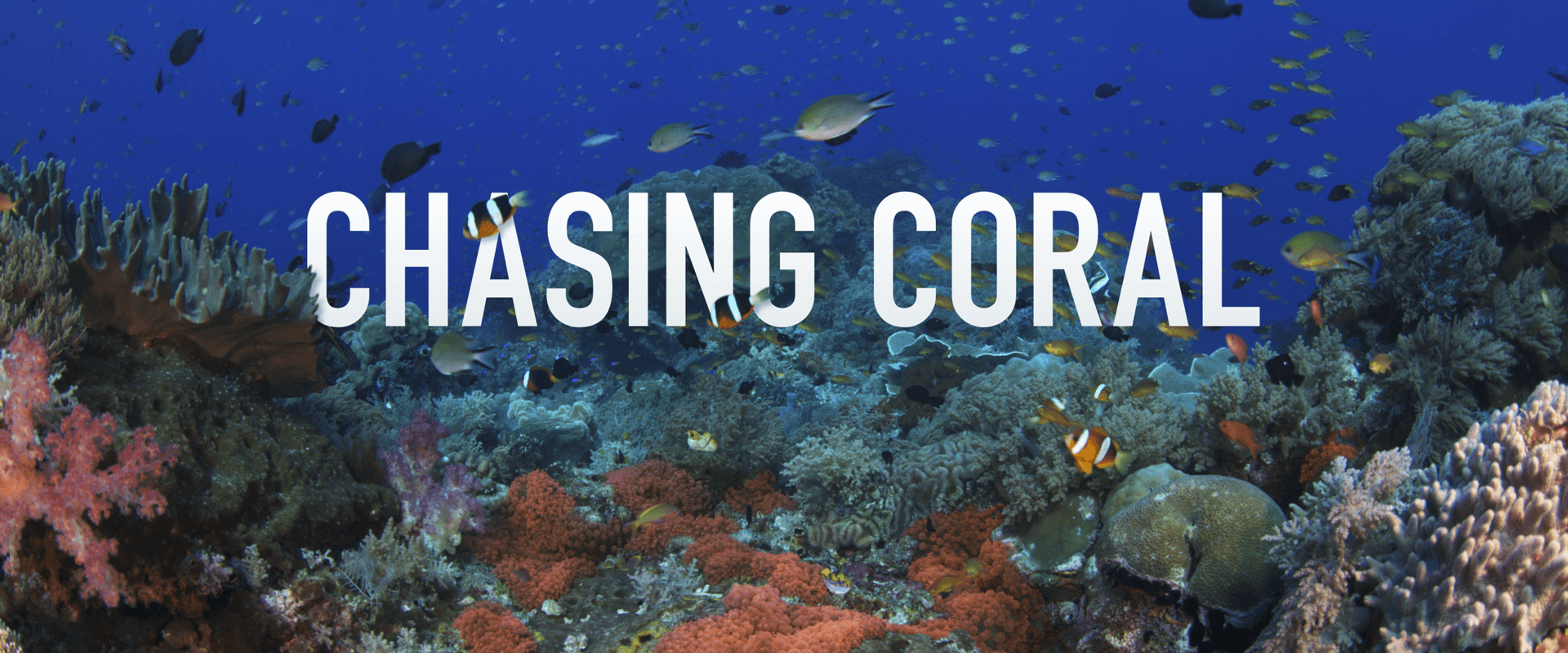 Chasing Coral | Mass FX Media