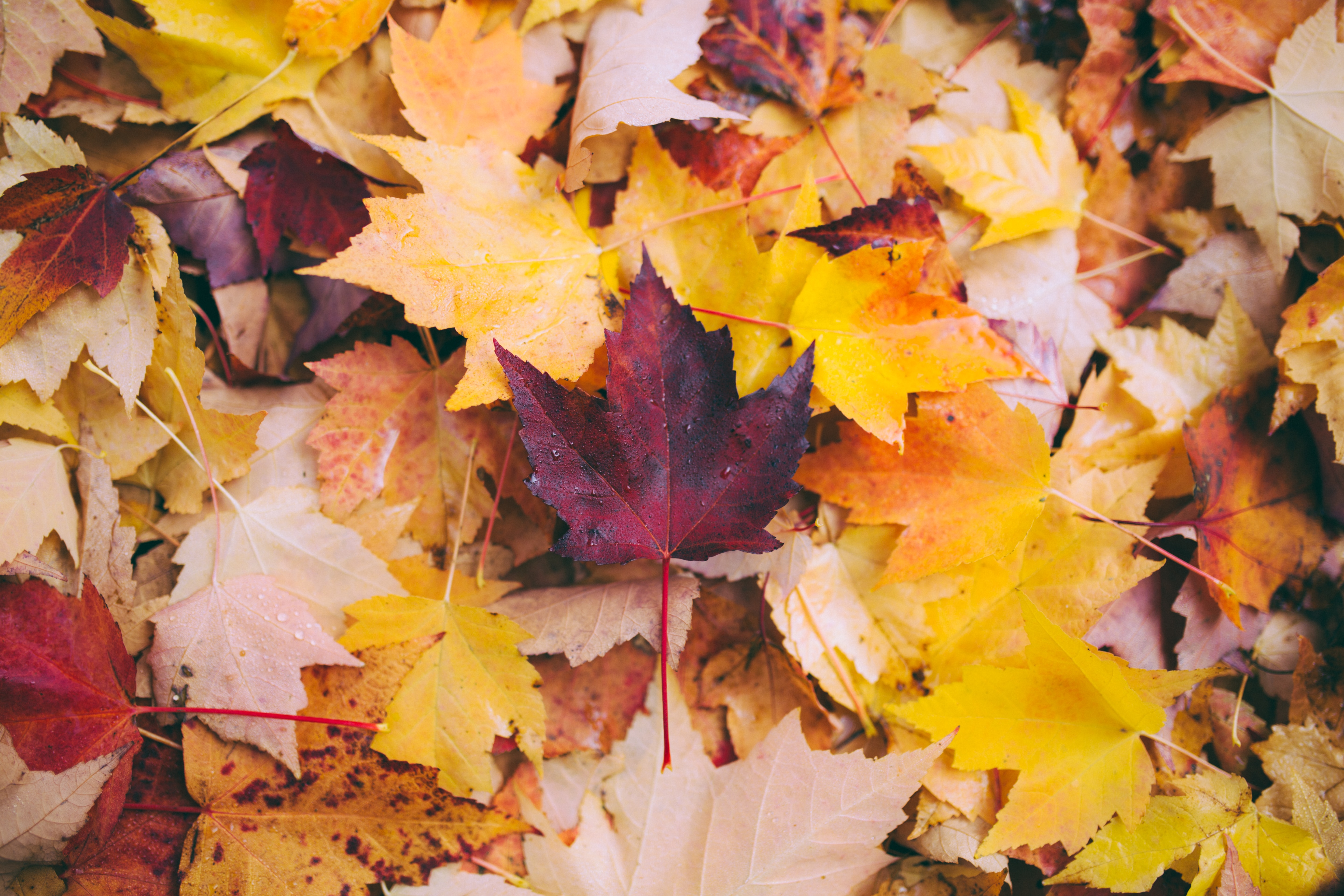 13 autumn safety tips to keep you and your family safe | SimpliSafe ...