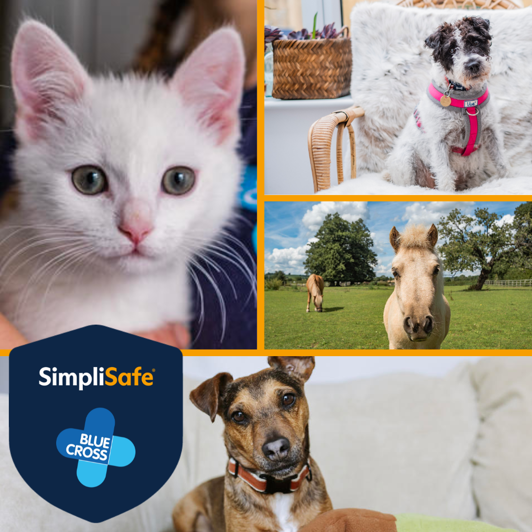 Blue Cross x SimpliSafe