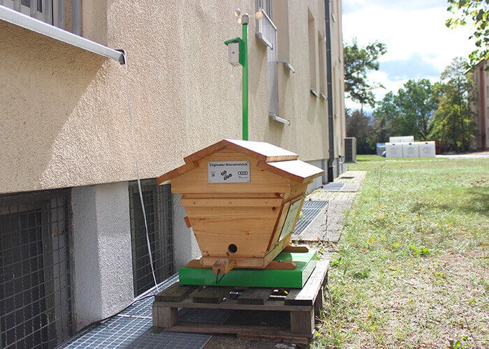 Bees' reaction to climate change could help humans and others survive