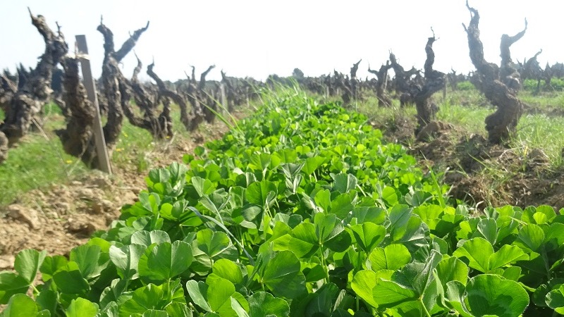 Choisir son couvert vigne en fonction de SES objectifs