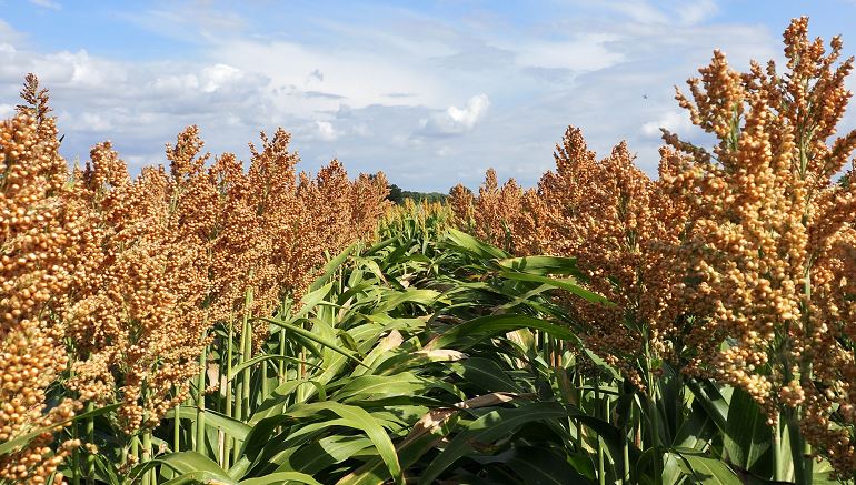 Quel bilan pour la campagne sorgho 2023 ? | Aladin.farm
