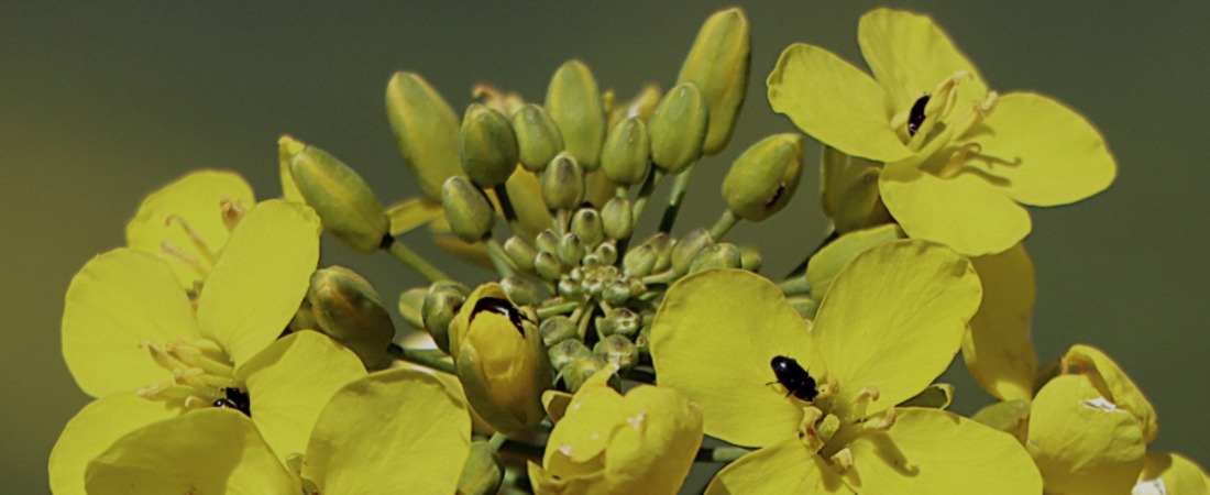 Méligèthe du colza : et si vous protégiez votre colza avec… du colza ...