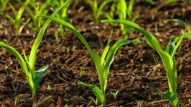 Maïs semés : comment booster son système racinaire et développer sa ...
