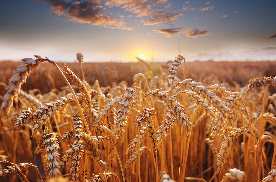 En savoir plus sur la culture du blé | Aladin.farm