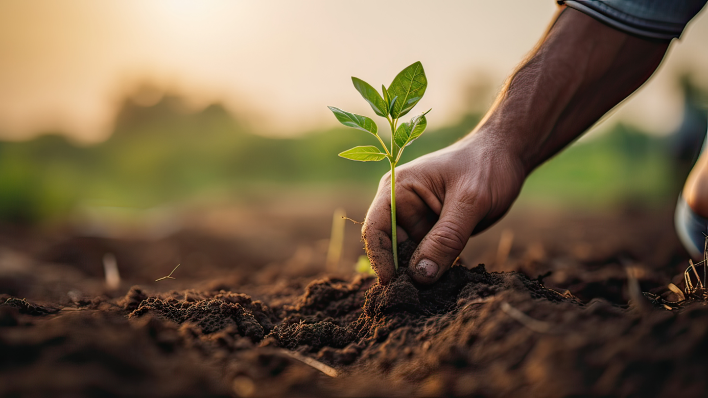 Biostimulants foliaires : des alliés incontournables pour une ...
