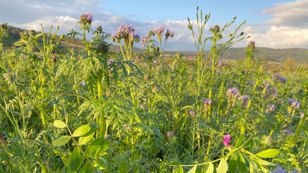 Nourrir les microorganismes du sol pour accélérer la transformation de ...