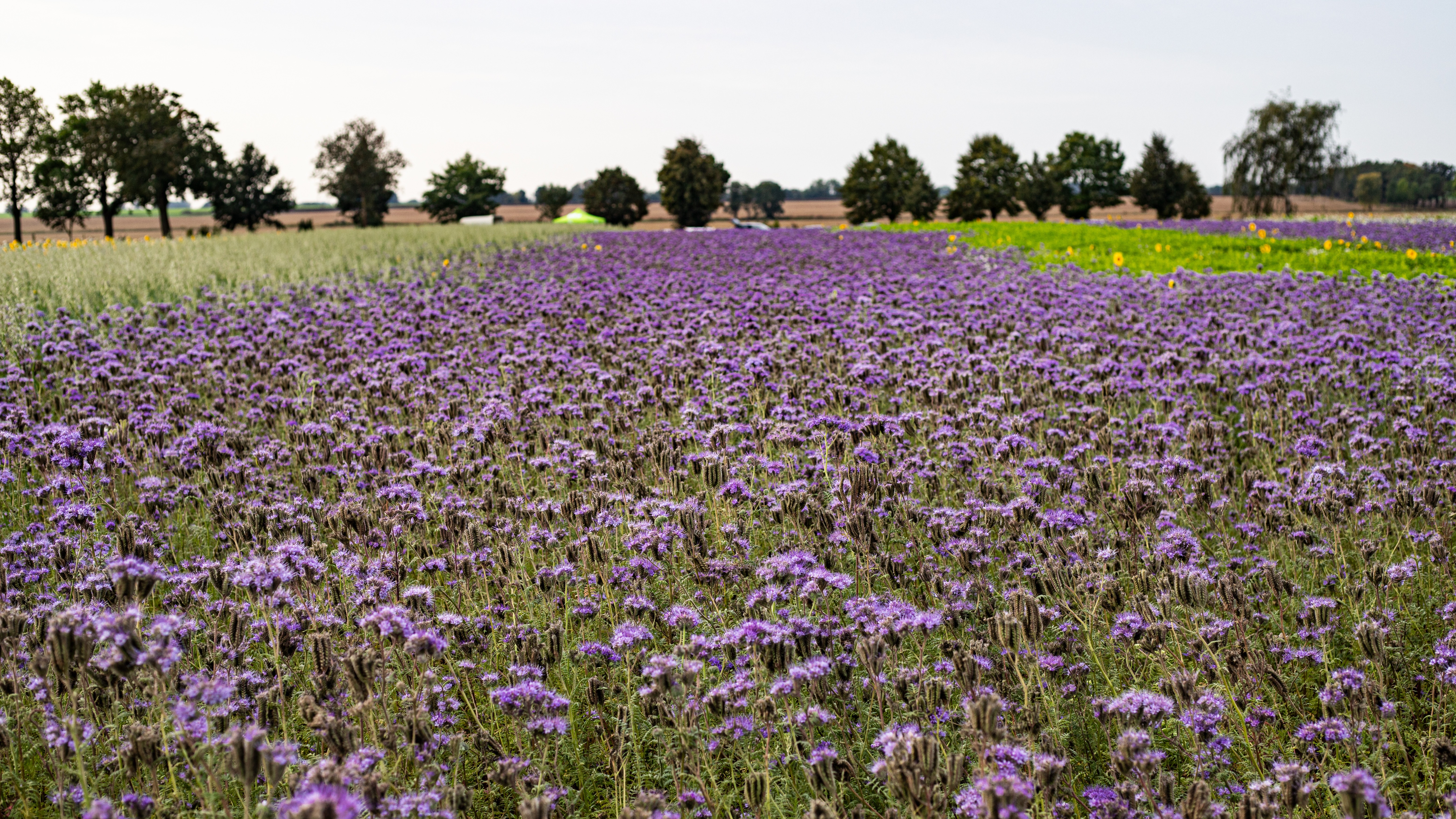 Cultiver vos intercultures | Aladin.farm