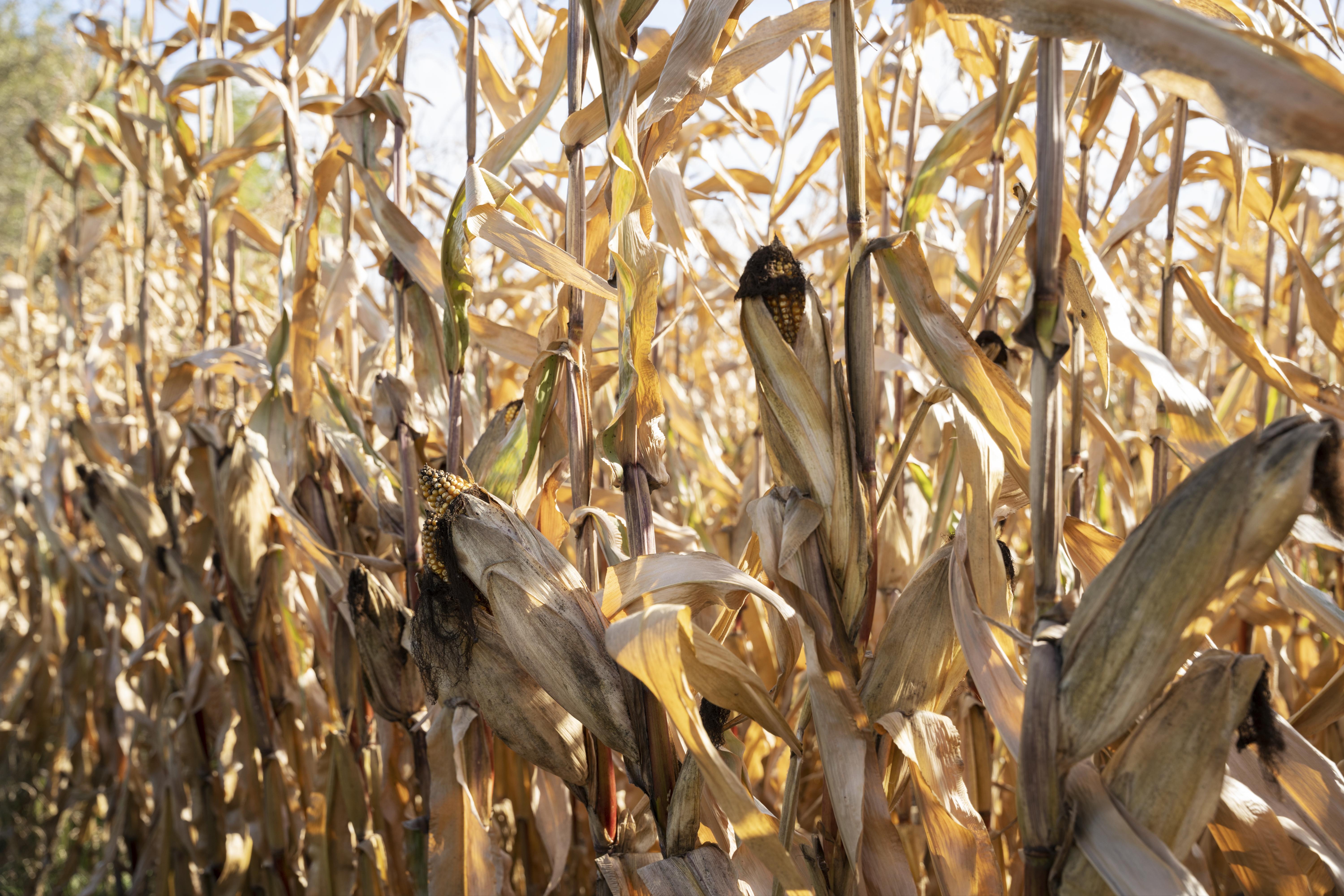 Le stress hydrique n’est pas une fatalité | Aladin.farm
