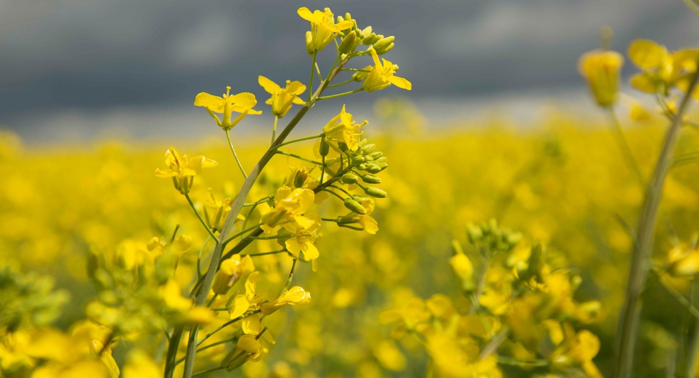 Du nouveau pour la fertilisation du colza cet automne | Aladin.farm