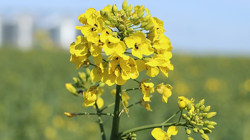Colza : avec sa variété ATRAKT, Cérience lance une innovation culturale ...
