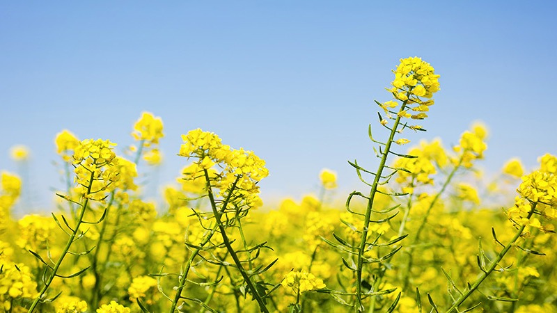 Soutenir la culture du colza en améliorant la qualité du sol | Aladin.farm
