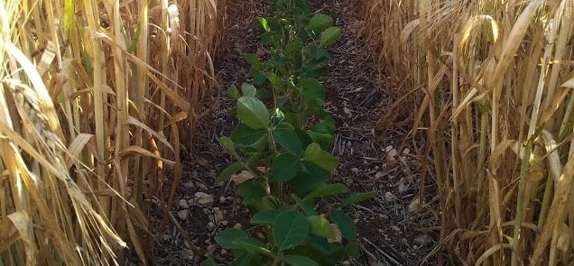 Une parcelle et deux cultures : comment débuter en relay-cropping