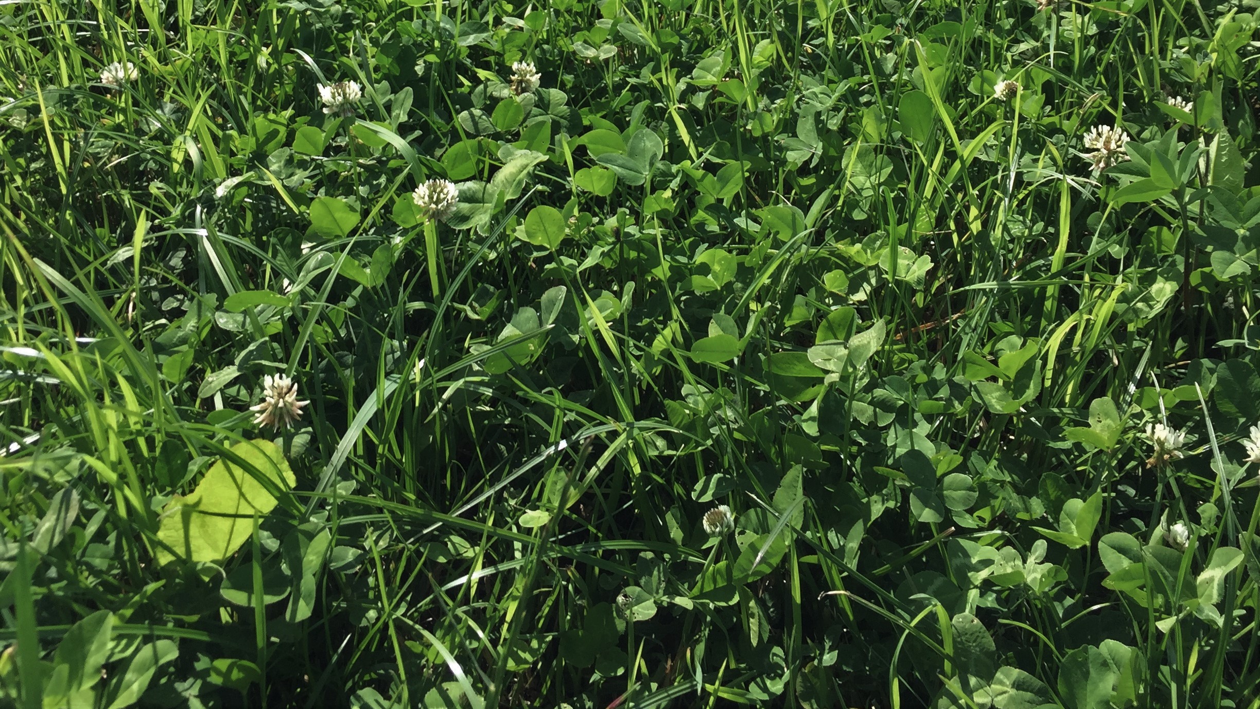 Réussir l’implantation et la récolte des mélanges | Aladin.farm